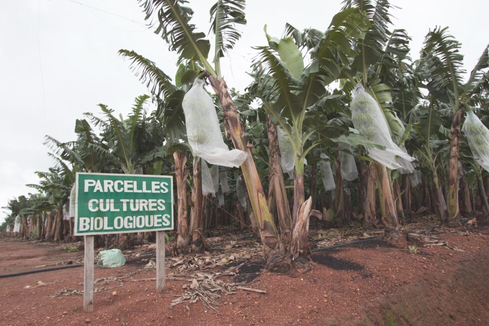La pleine croissance des bananes bio | Compagnie Fruitière